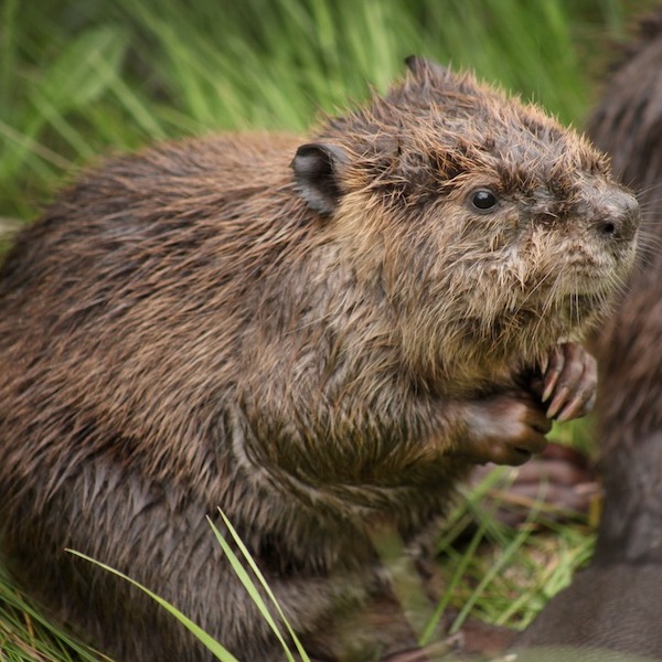 The Beaver Believers | VIMFF