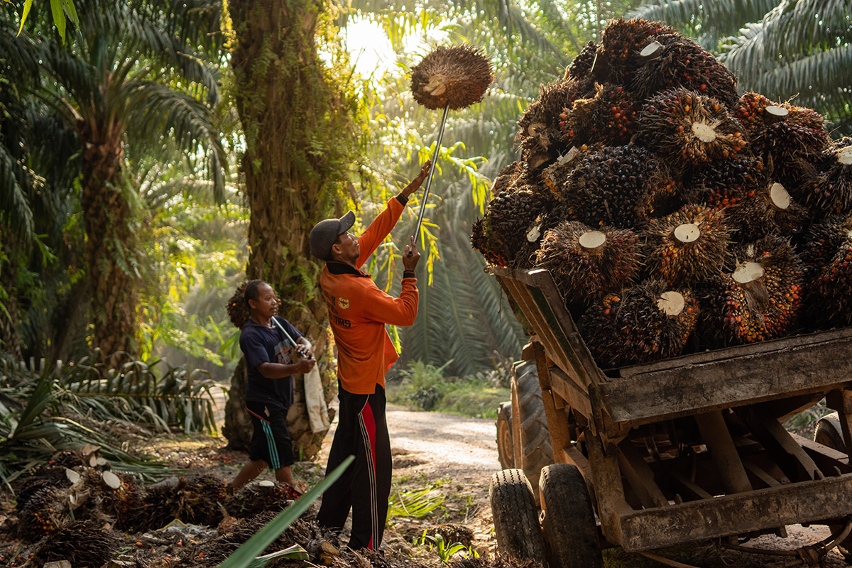 Leuser: The Last Place on Earth | Environmental Show | VIMFF 2021