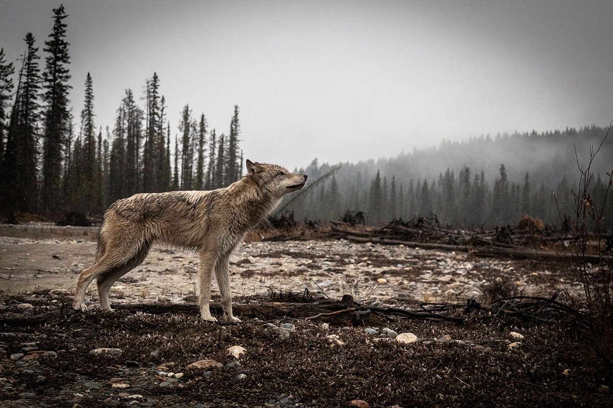 Poisoned Earth | VIMFF 2022