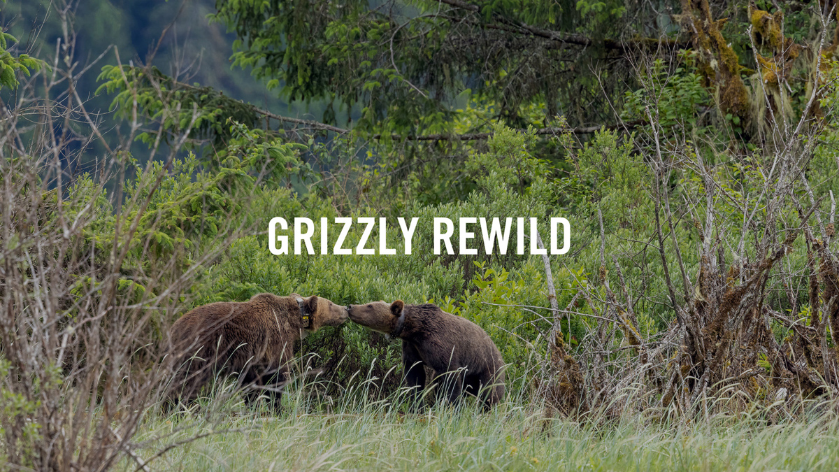Grizzly Rewild | VIMFF 2025